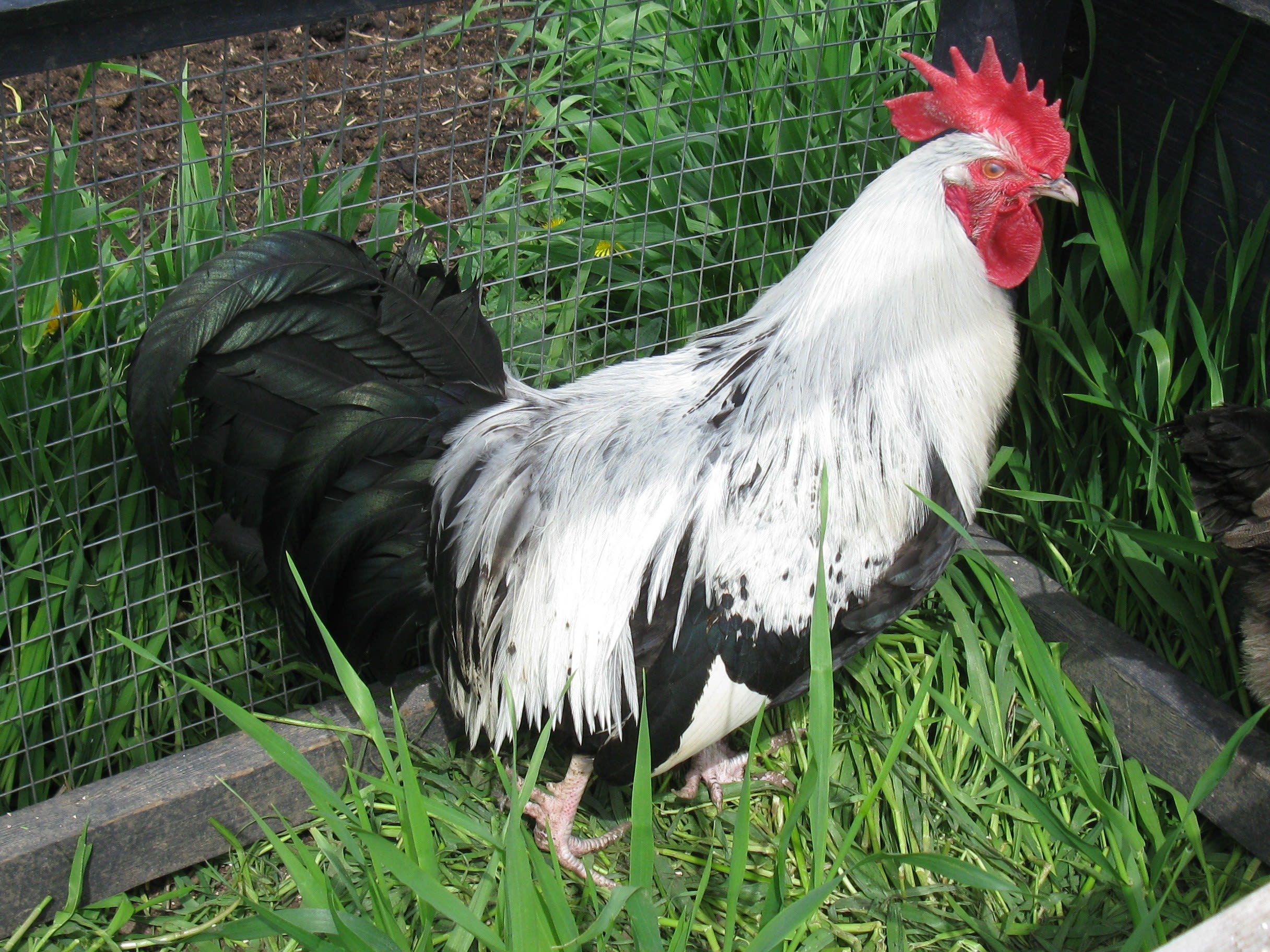Top 10 Rare Heritage Chicken Breeds (and Why They're My Favourites)