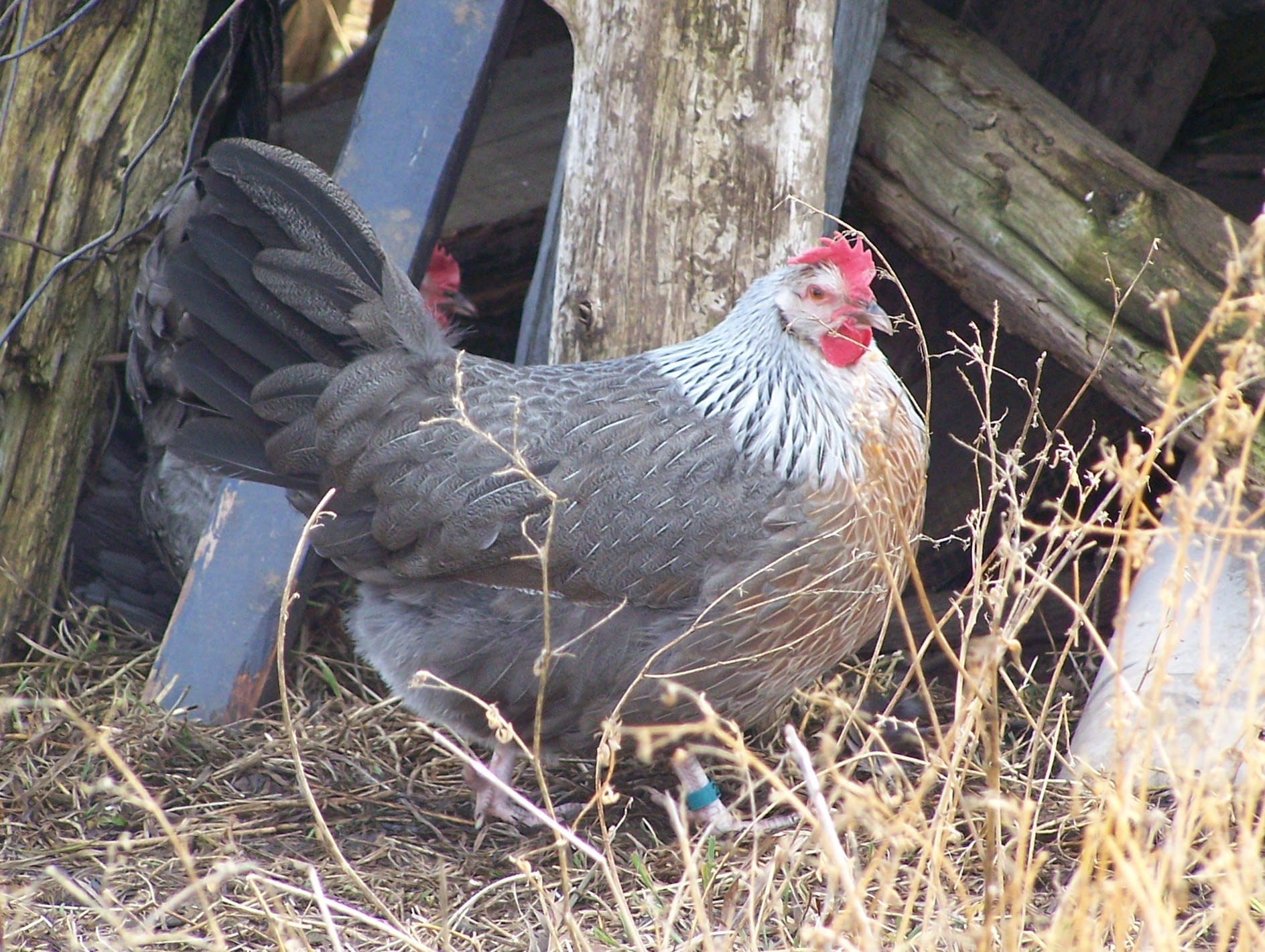 Rare Chicken Breeds