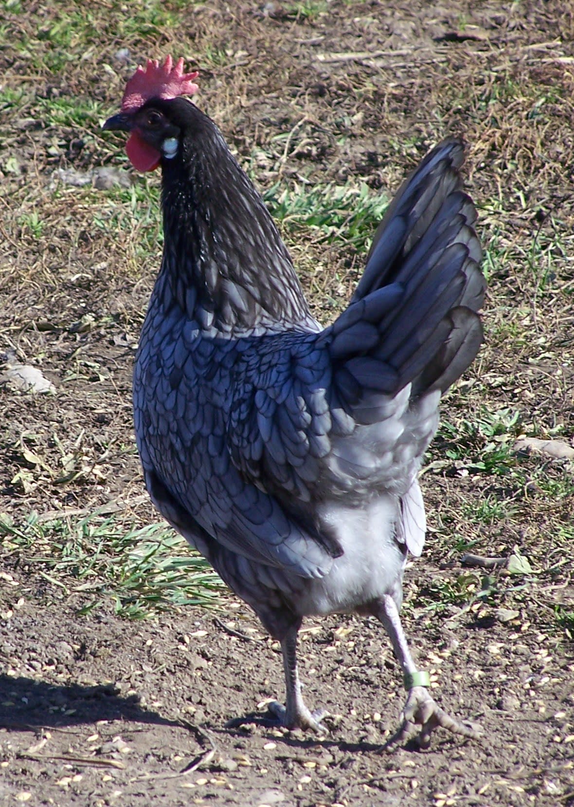 Rare Chicken Breeds