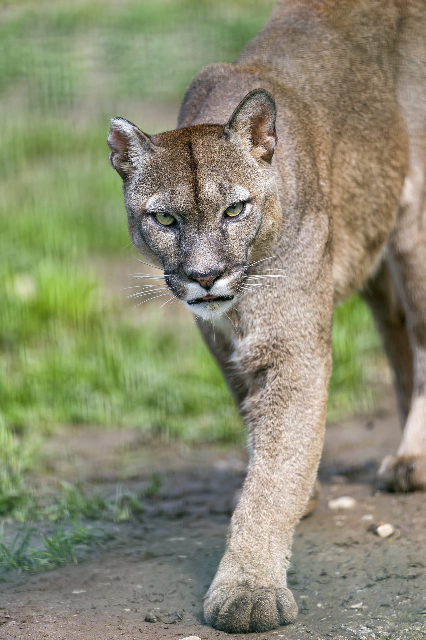 Owning a Pet Cougar Understanding the Hurdles and Risks