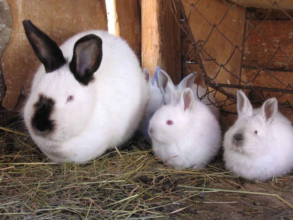 10 Common Causes of Sudden Death in Healthy Rabbits