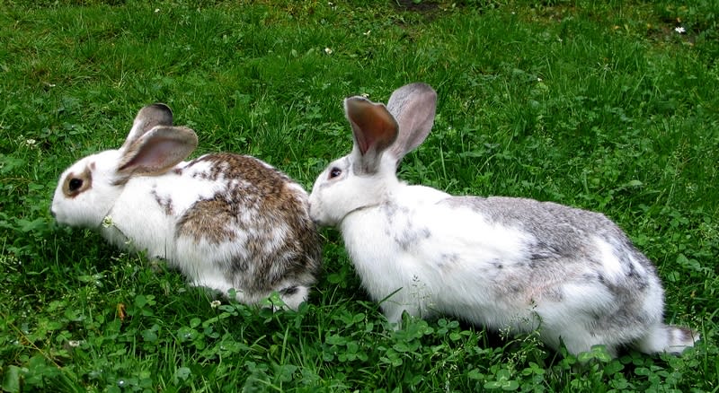 10 Common Causes of Sudden Death in Healthy Rabbits - PetHelpful