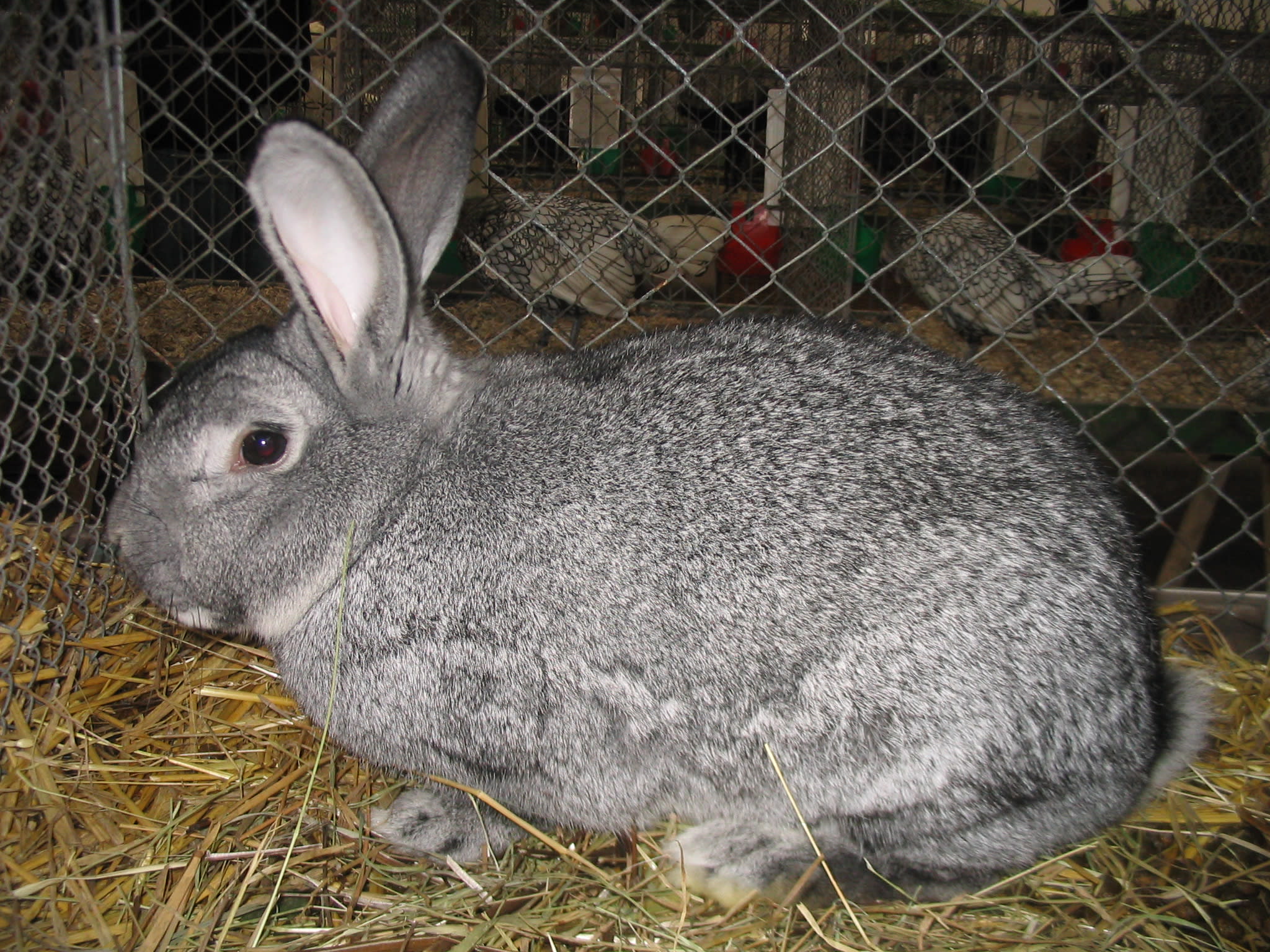 10 Common Causes of Sudden Death in Healthy Rabbits