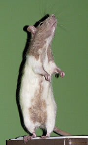 Fancy Rat Varieties: Fur Color, Eye Color, Coat Type, and Markings ...