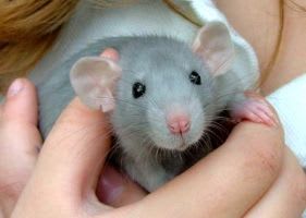 Fancy Rat Varieties: Fur Color, Eye Color, Coat Type, and Markings ...