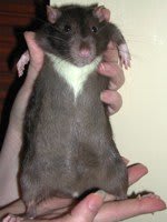 Fancy Rat Varieties: Fur Color, Eye Color, Coat Type, and Markings ...