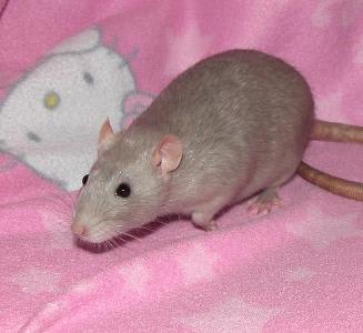 Fancy Rat Varieties: Fur Color, Eye Color, Coat Type, and Markings