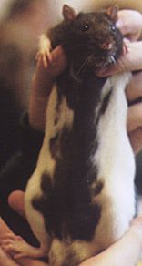 Fancy Rat Varieties: Fur Color, Eye Color, Coat Type, and Markings ...