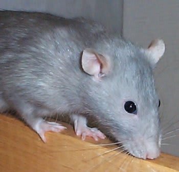 Fancy Rat Varieties: Fur Color, Eye Color, Coat Type, and Markings