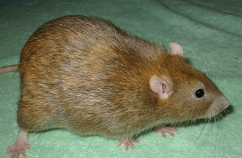 Fancy Rat Varieties: Fur Color, Eye Color, Coat Type, and Markings