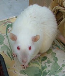 Fancy Rat Varieties: Fur Color, Eye Color, Coat Type, and Markings ...