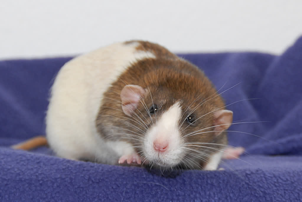 Fancy Rat Varieties: Fur Color, Eye Color, Coat Type, and Markings ...