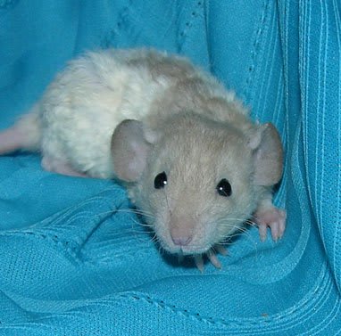 Fancy Rat Varieties: Fur Color, Eye Color, Coat Type, and Markings ...