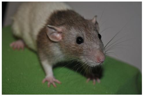 Fancy Rat Varieties: Fur Color, Eye Color, Coat Type, and Markings ...