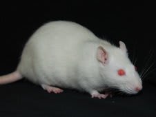 Fancy Rat Varieties: Fur Color, Eye Color, Coat Type, and Markings ...