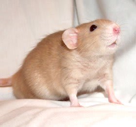 Fancy Rat Varieties: Fur Color, Eye Color, Coat Type, and Markings ...