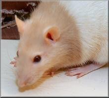 Fancy Rat Varieties: Fur Color, Eye Color, Coat Type, and Markings ...