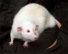 Fancy Rat Varieties: Fur Color, Eye Color, Coat Type, and Markings ...