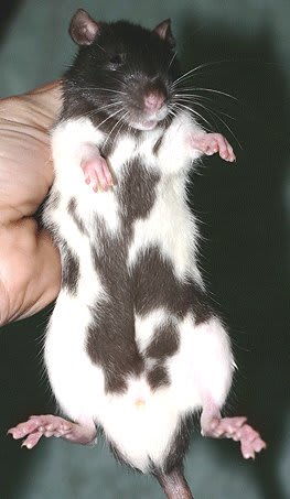 Fancy Rat Varieties: Fur Color, Eye Color, Coat Type, and Markings ...