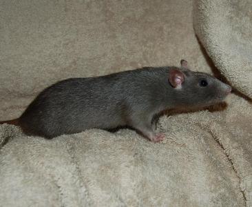 Fancy Rat Varieties: Fur Color, Eye Color, Coat Type, and Markings ...