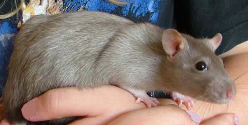 Fancy Rat Varieties: Fur Color, Eye Color, Coat Type, and Markings ...