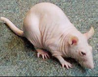 Fancy Rat Varieties: Fur Color, Eye Color, Coat Type, and Markings ...