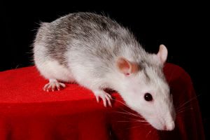 Fancy Rat Varieties: Fur Color, Eye Color, Coat Type, and Markings ...