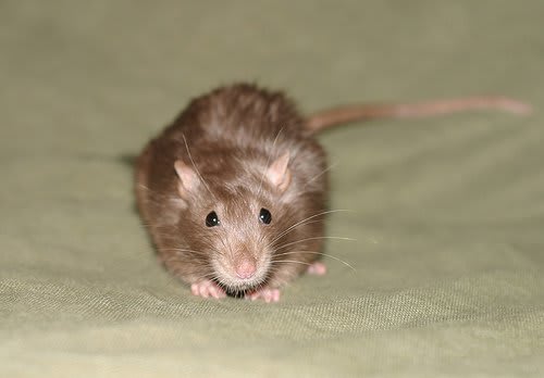 Satin rat store