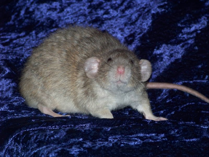 Fancy Rat Varieties: Fur Color, Eye Color, Coat Type, and Markings ...