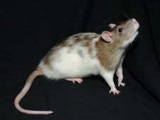 Fancy Rat Varieties: Fur Color, Eye Color, Coat Type, and Markings ...