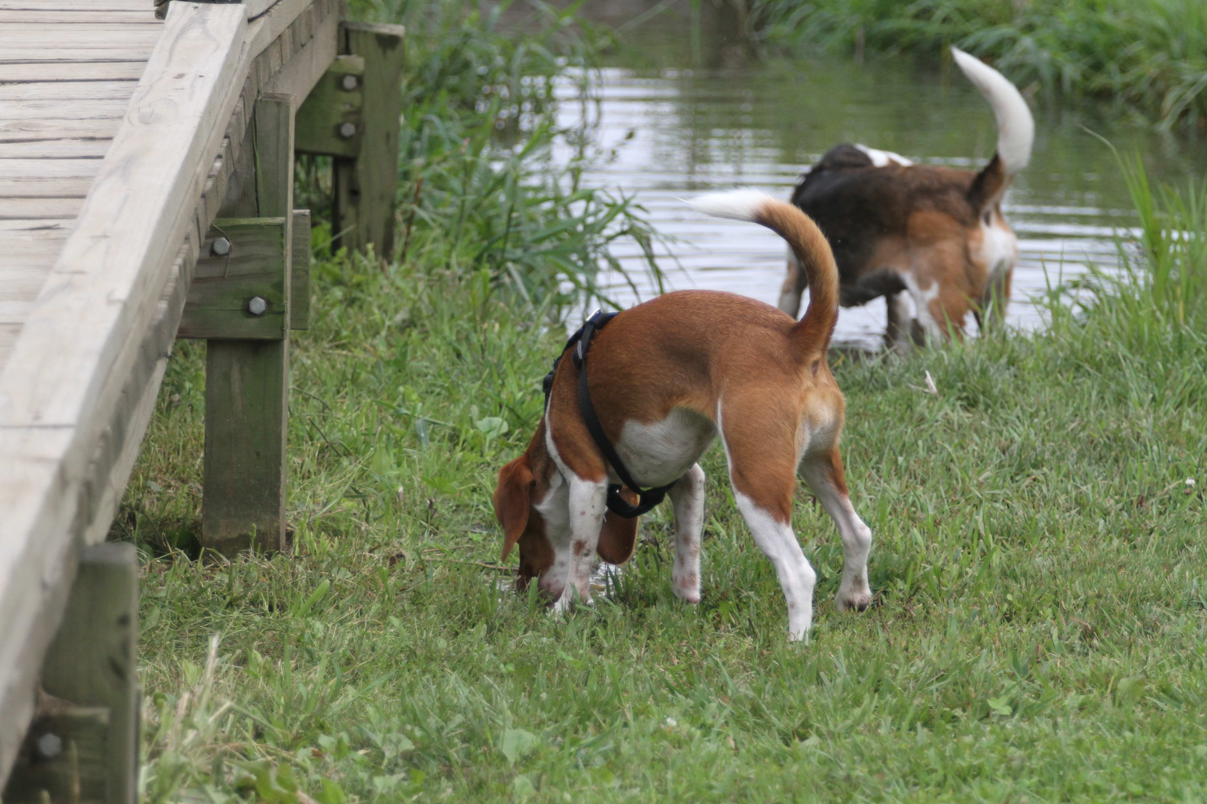 All About Beagles and Their Incredible Sense of Smell - PetHelpful
