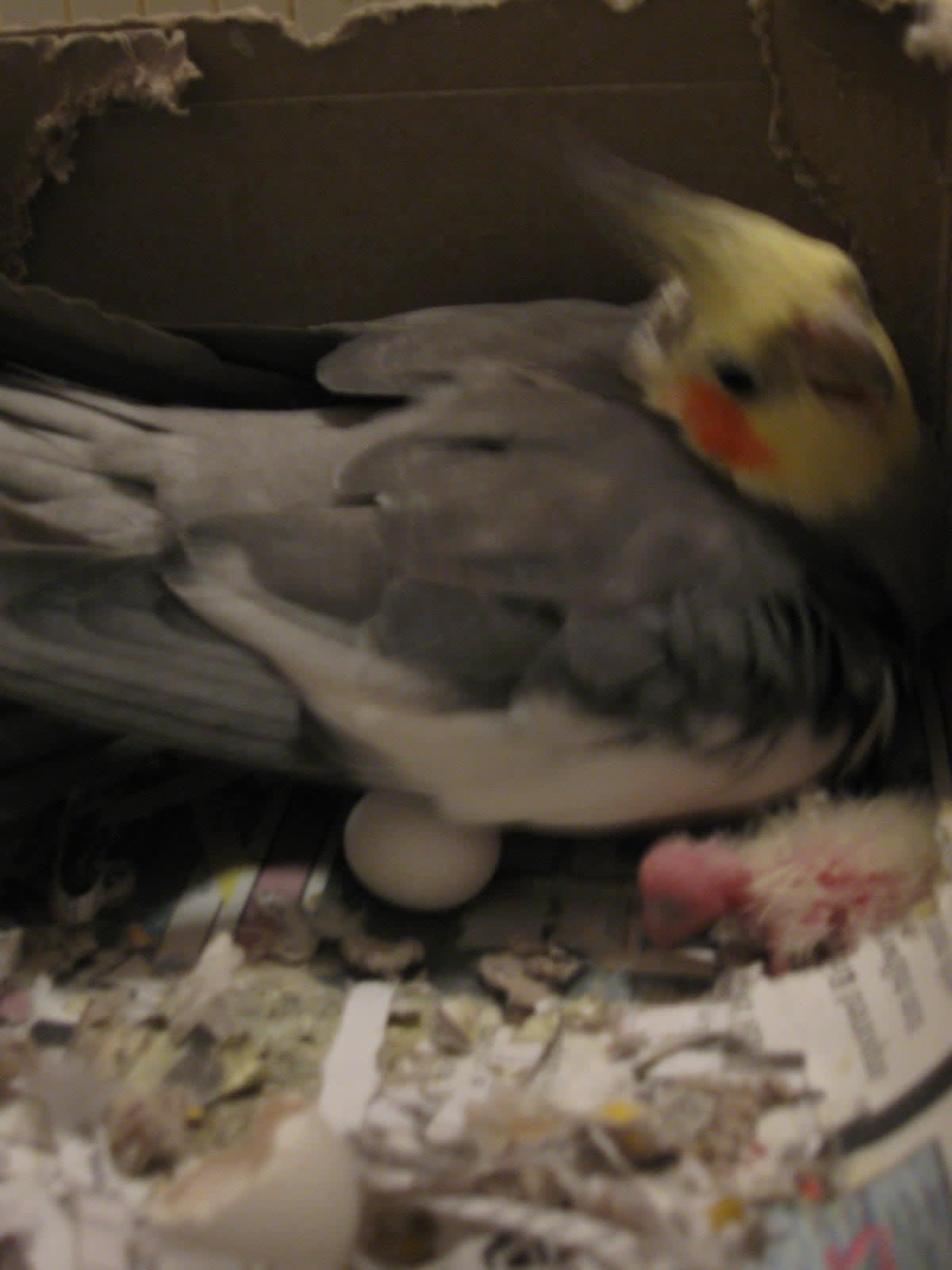 Caring for Cockatiel Babies - PetHelpful