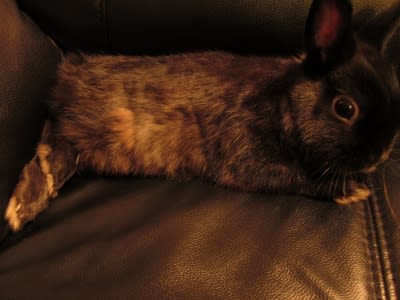 The Ultimate Guide to Dwarf Rabbit Care