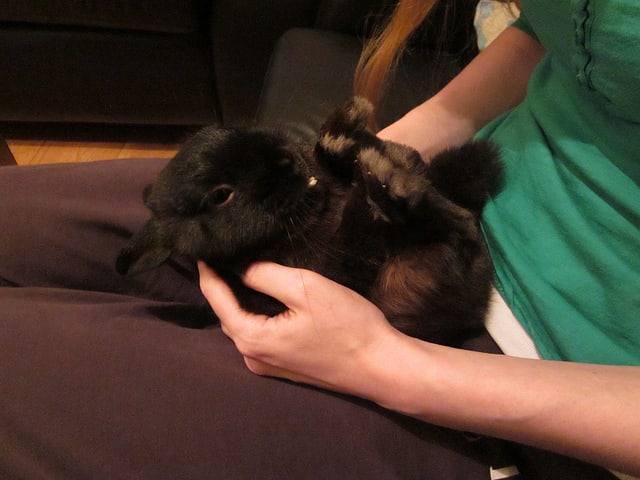 The Ultimate Guide to Dwarf Rabbit Care