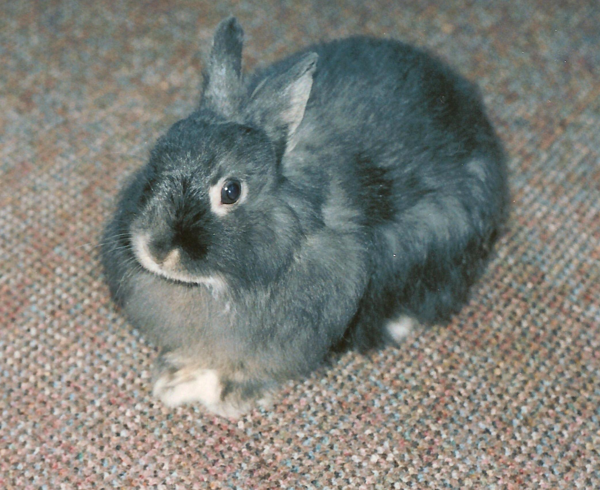 The Ultimate Guide to Dwarf Rabbit Care