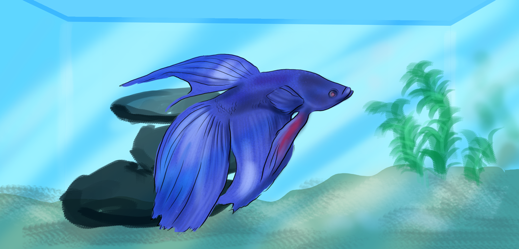 How to Remedy Ich or Ick in Betta Fish (White Spots) - PetHelpful