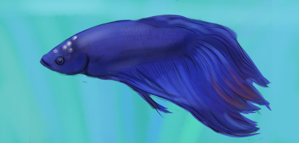 How to Remedy Ich or Ick in Betta Fish (White Spots)