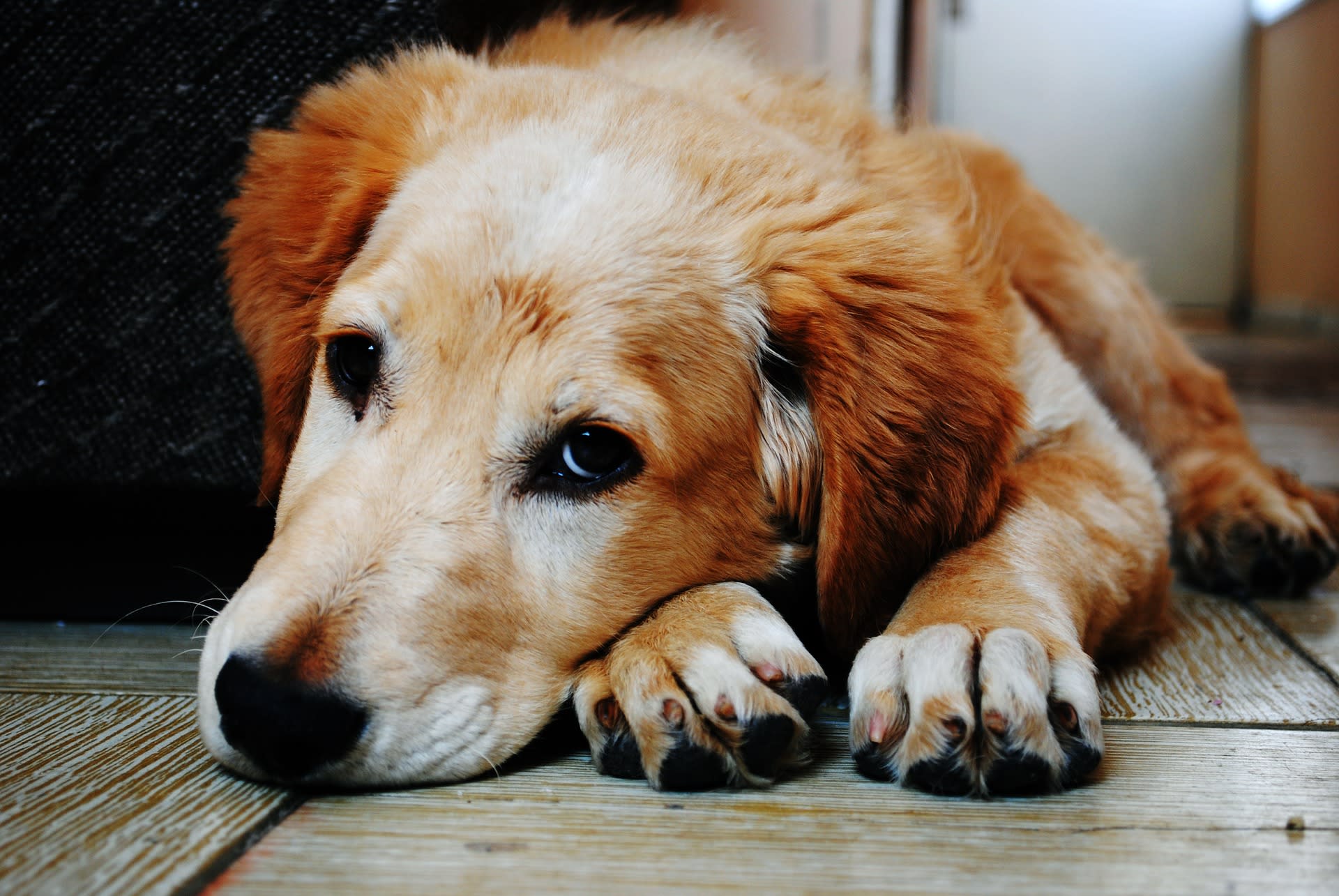 Why Your Dog Has Started Pooping in the House & How to Stop It - PetHelpful