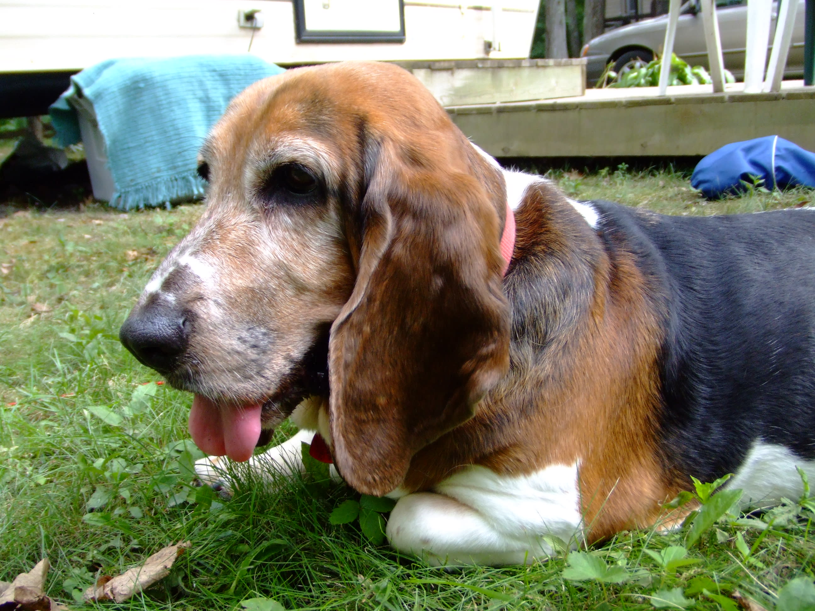 13 Causes of Shivering and Shaking in Dogs - PetHelpful