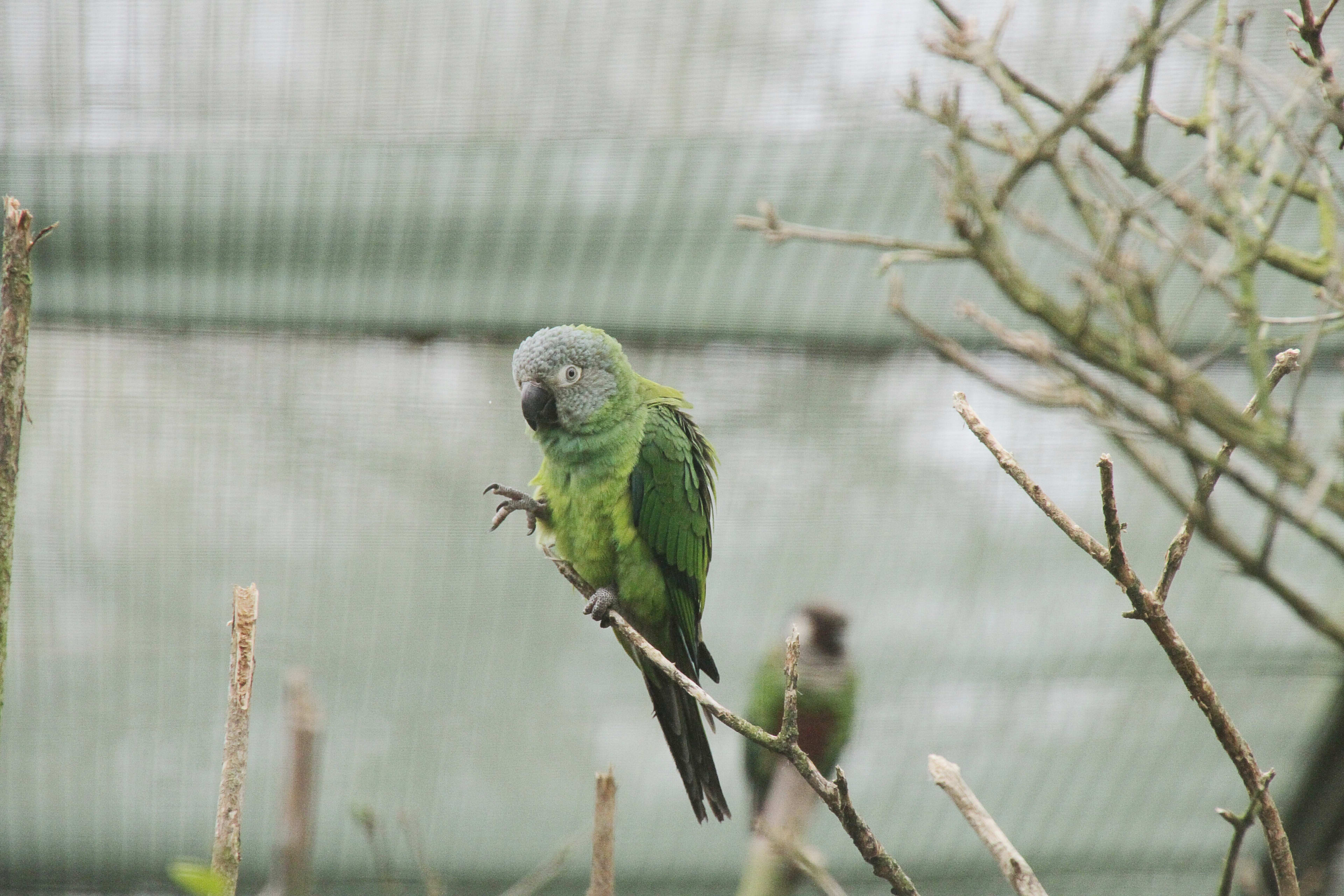 Dusky Conures as Pet Birds: Affectionate and Clever Parrots