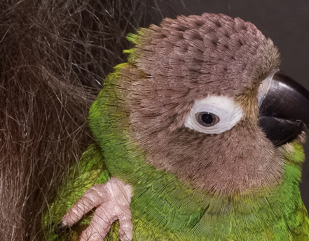 Dusky Conures as Pet Birds: Affectionate and Clever Parrots