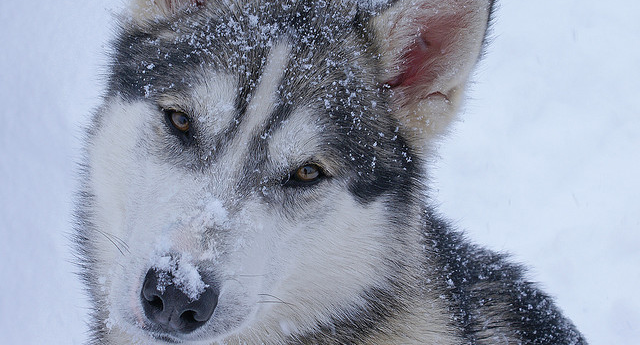 Top 25 Most Beautiful Dog Breeds (With Pictures)