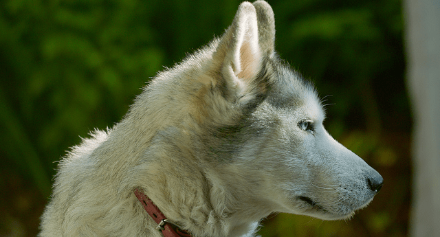 Top 25 Most Beautiful Dog Breeds (With Pictures)