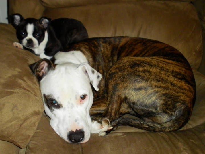 Nanny Dog Pictures