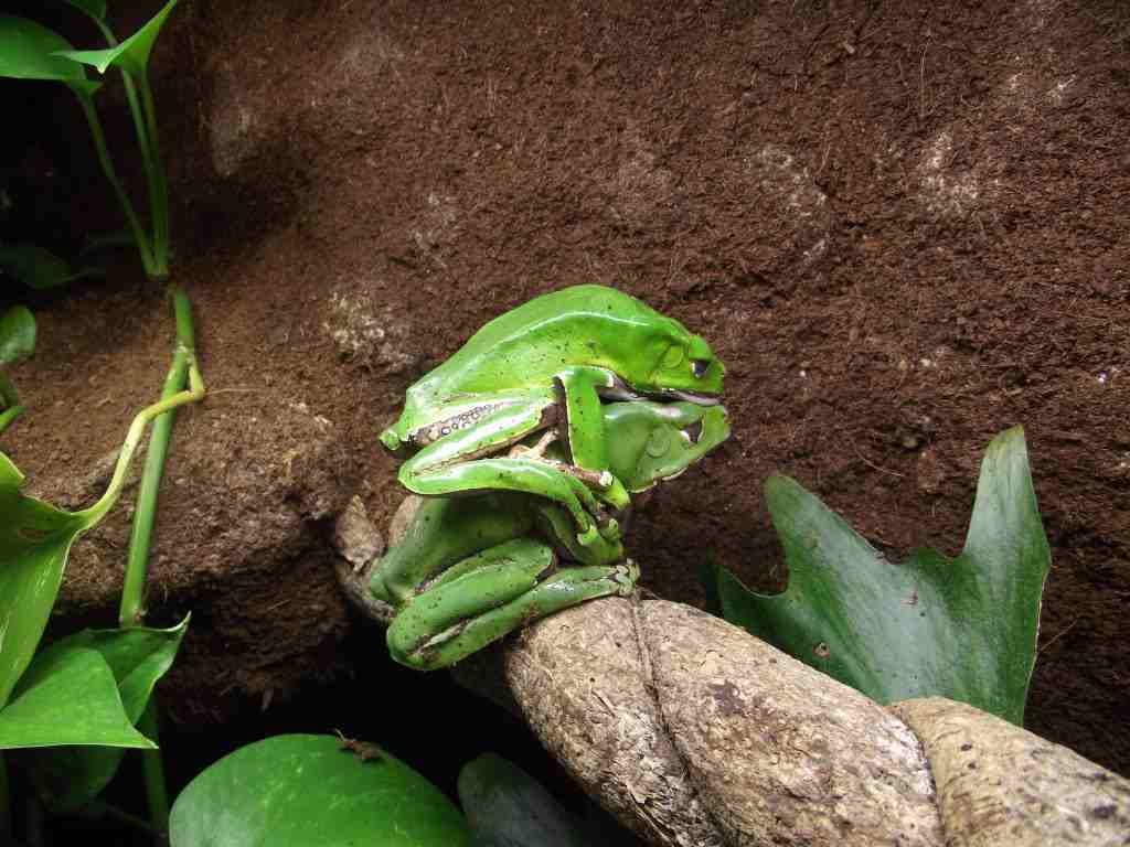American Green Tree Frog Male