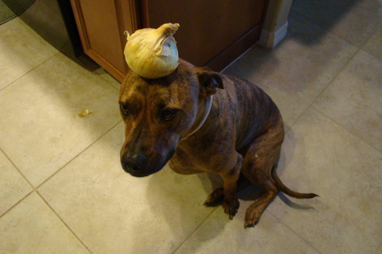 7 Foods That Are Toxic for Dogs and 7 Foods That Are Safe - PetHelpful