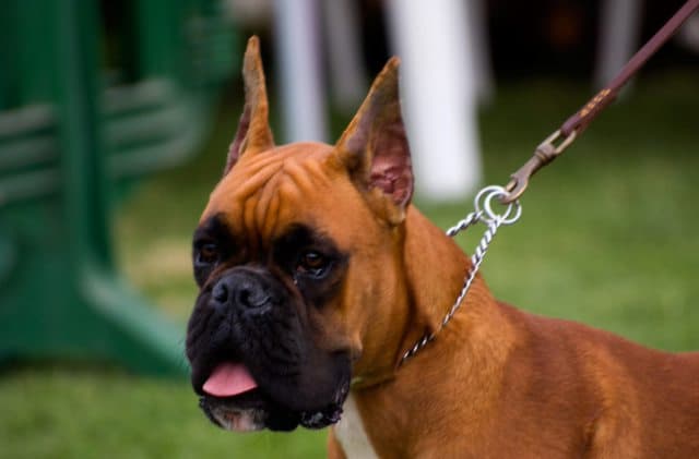 How to Clean Your Dog's Ears With Apple Cider or White Vinegar - PetHelpful