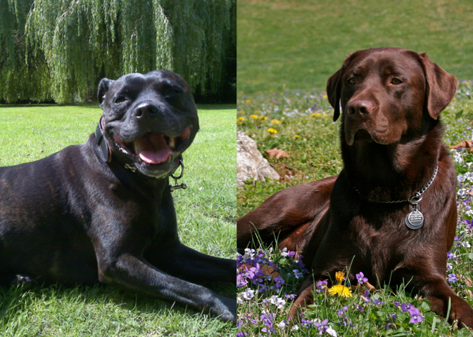 Are American Staffordshire Terrier/Lab Mixes Good Pets? - PetHelpful