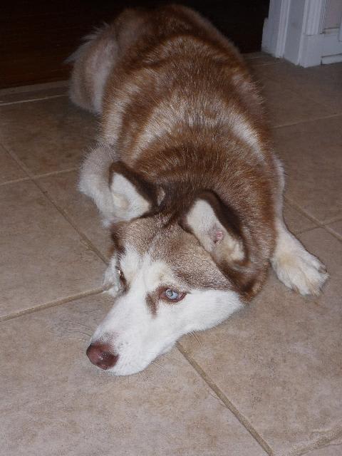 How to Groom a Siberian Husky