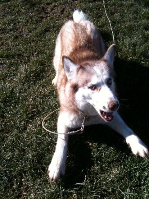 Cutting husky hair store